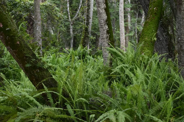 Madagascar forest Stock Photos, Royalty Free Madagascar forest Images ...