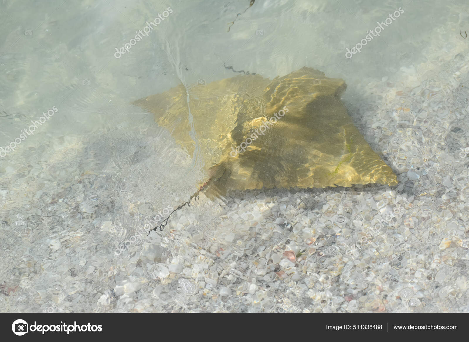 Fever Stingrays Cow Nose Rays Sanibel Island Florida Stock Photo by ...