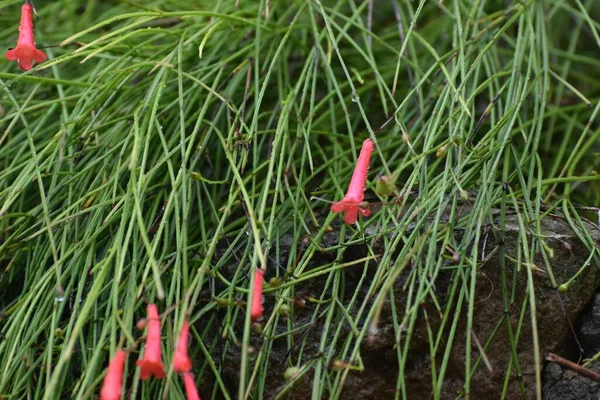 Firecracker plants Pictures, Firecracker plants Stock Photos & Images ...