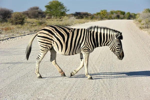 Medida de paso de zebra Stock Photos, Royalty Free Medida de paso de ...