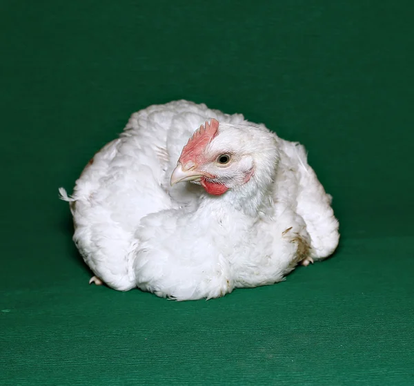 Poules Stock Photos, Royalty Free Poules Images | Depositphotos