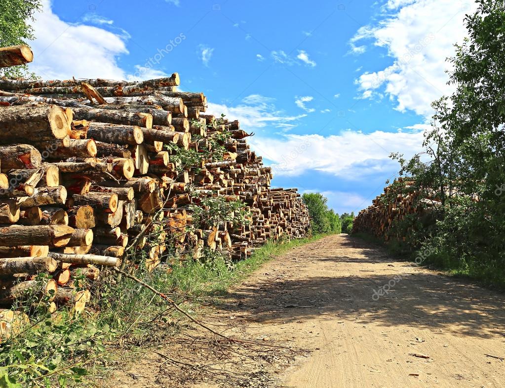 Logs in the logging — Stock Photo © Kingan77 #57306189