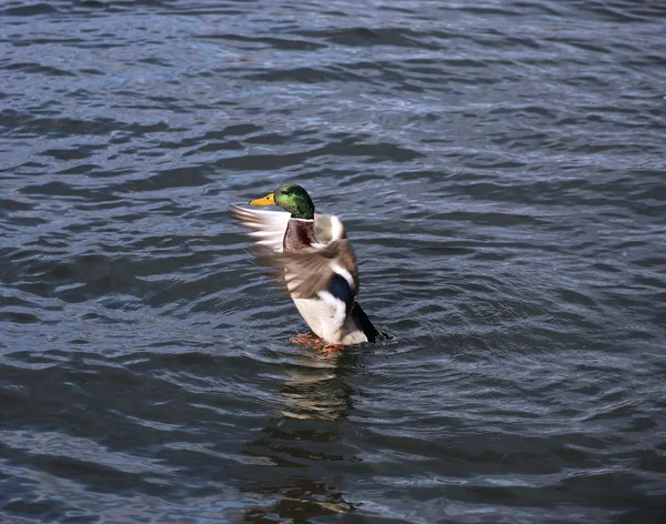 Duck scream Stock Photos, Royalty Free Duck scream Images | Depositphotos