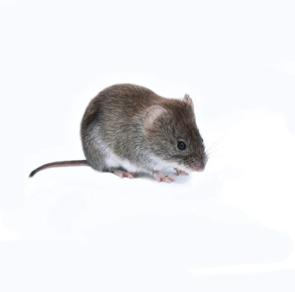 Brown mouse Stock Photos, Royalty Free Brown mouse Images | Depositphotos