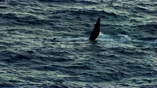 20 Extremely rare Videos, Royalty-free Stock Extremely rare Footage ...