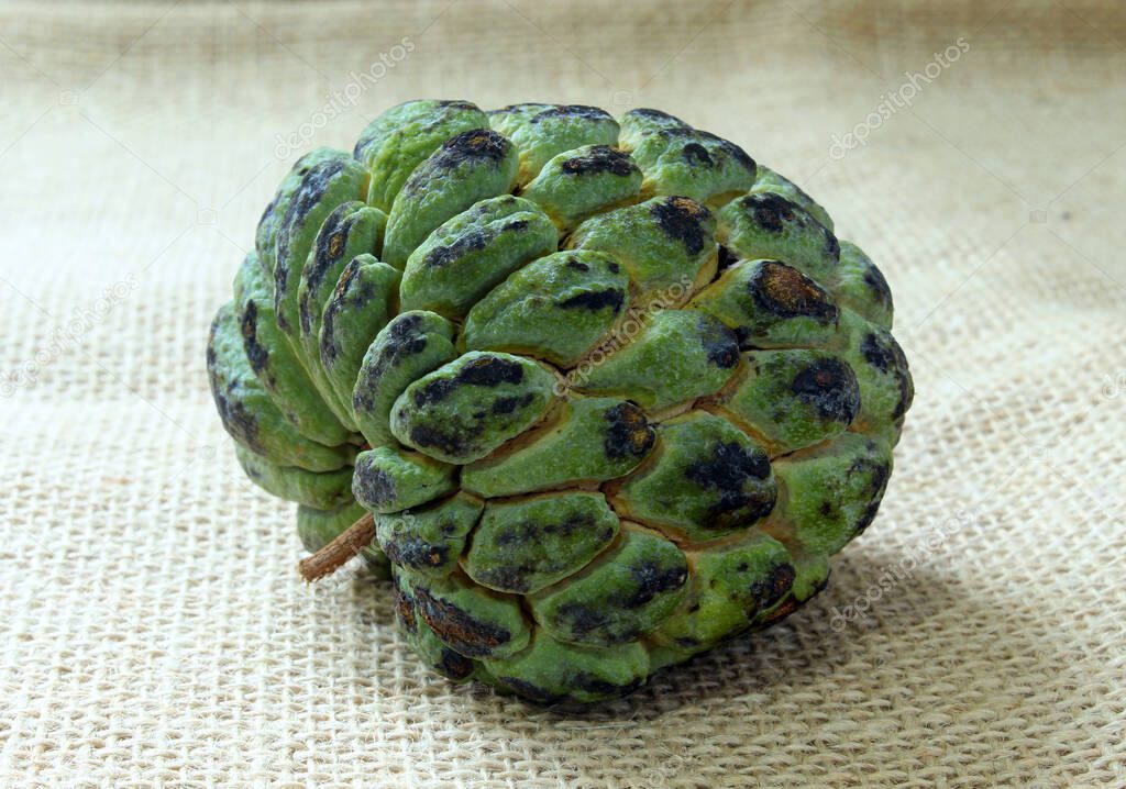 Annona squamosa fruta también conocida como "Pinha" o "Fruta do Conde ...