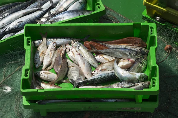 Box of fresh fish on fishing nets in the boat. - Stock Image - Everypixel