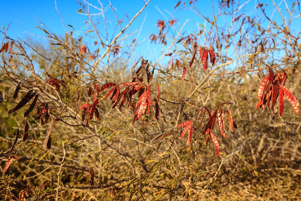 Caesalpinia pyramidalis is a plant of the caatinga biome in Brazil ...