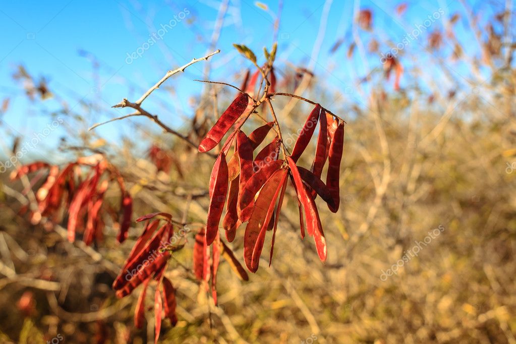 Caesalpinia pyramidalis is a plant of the caatinga biome in Brazil ...