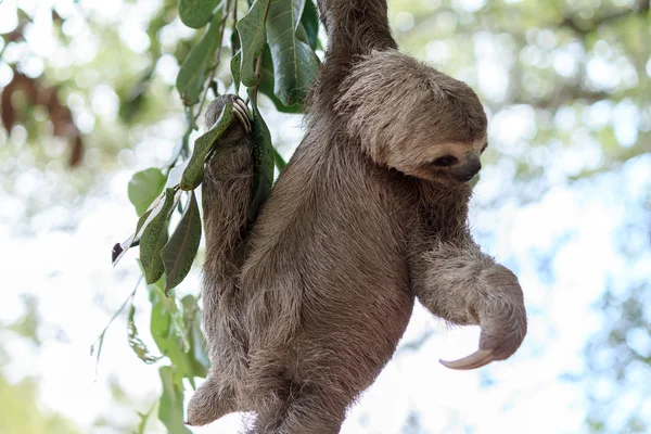 Sloth climbing tree in nature reserve in Brazil Stock Photo by ...