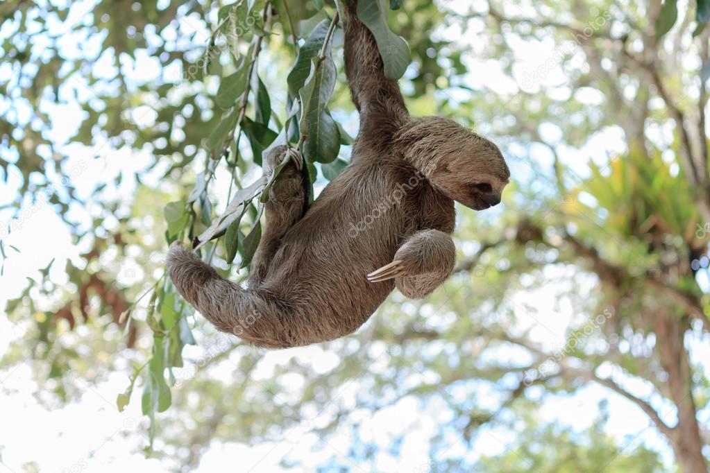 Sloth climbing tree in nature reserve in Brazil — Stock Photo ...