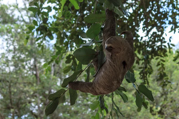 Sloth climbing tree in nature reserve in Brazil Stock Photo by ...