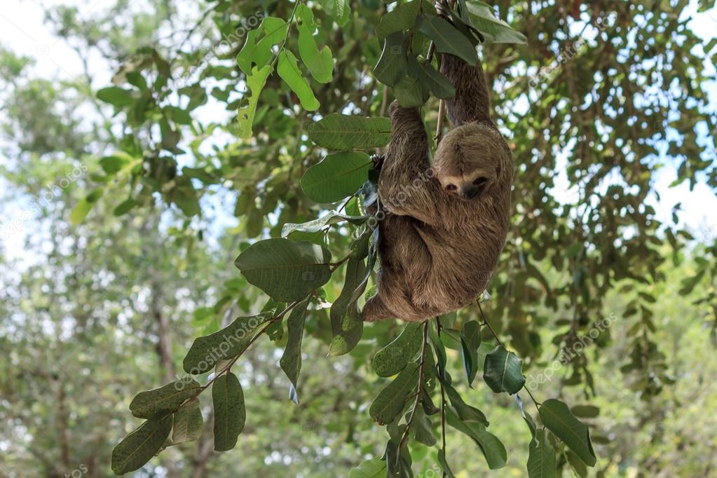 Sloth climbing tree in nature reserve in Brazil Stock Photo by ...