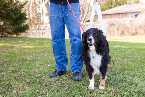 Post surgery dog goes for walk - Stock Image - Everypixel