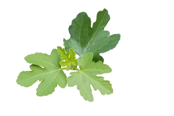 Top view figs tree leaves in close up — Stock Photo © thirdparty #83795920