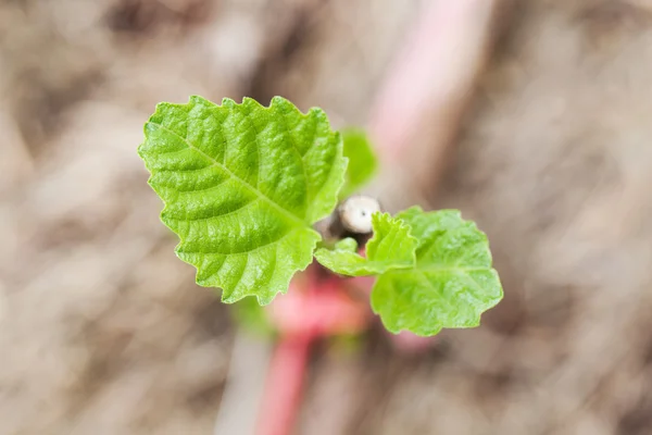 Top view figs tree leaves in close up — Stock Photo © thirdparty #83795920