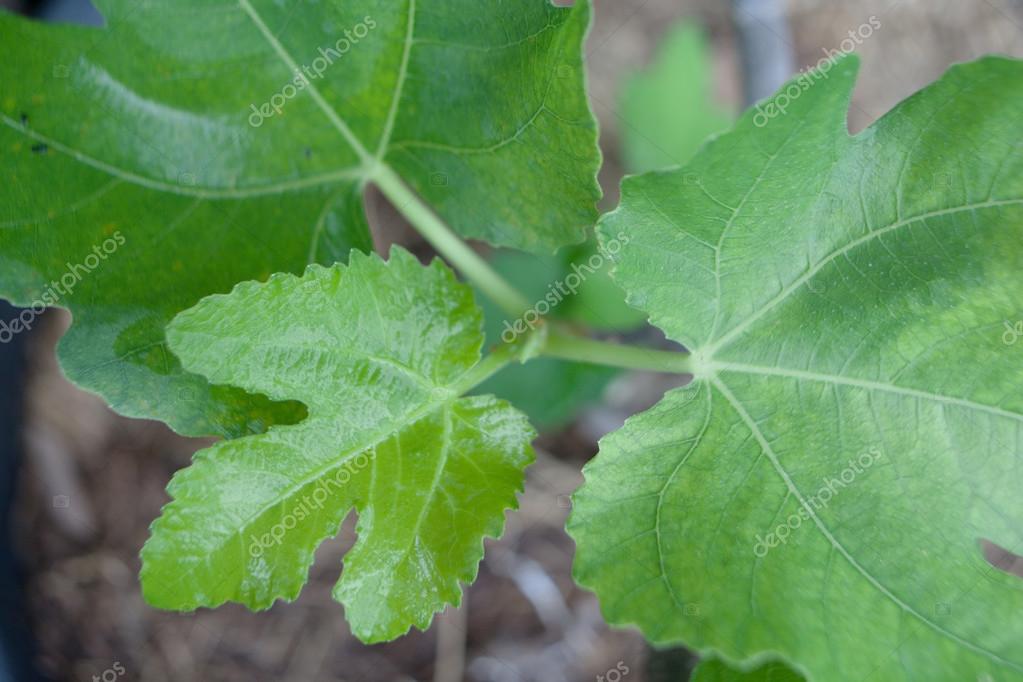 Top view figs tree leaves in close up — Stock Photo © thirdparty #83795920
