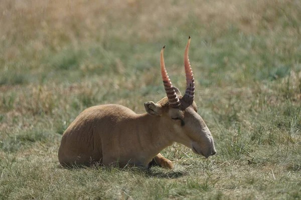 Saiga antelope Stock Photos, Royalty Free Saiga antelope Images ...