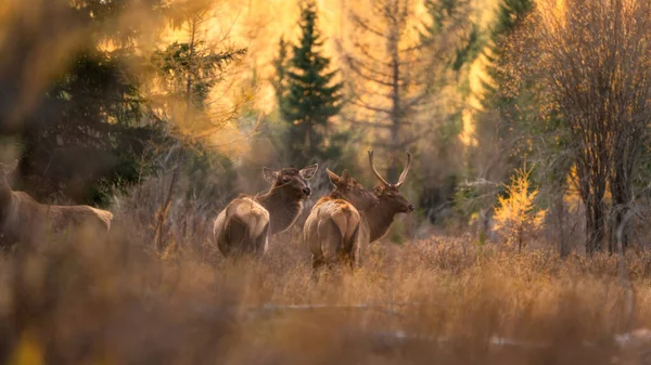 Elk Wallpaper Desktop