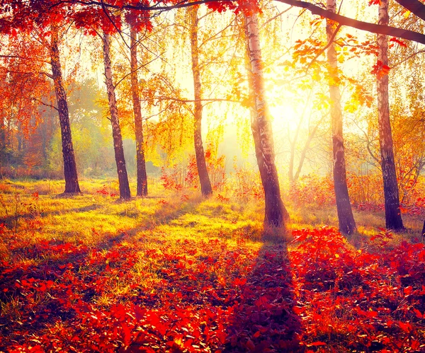 ᐈ Autumn morning stock images, Royalty Free autumn morning photos ...