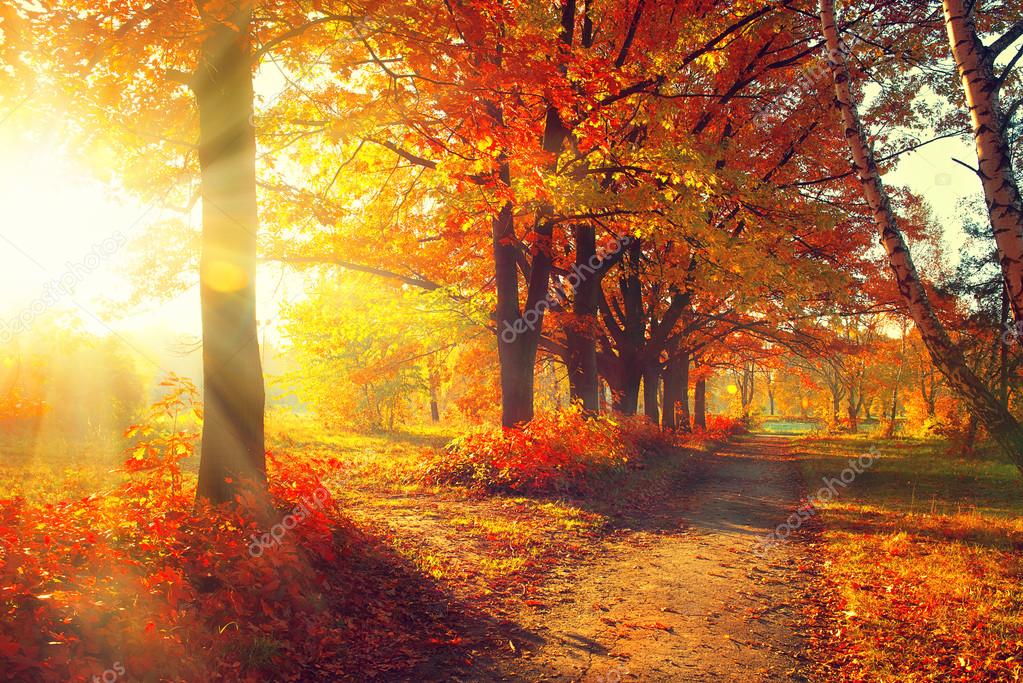 Autumnal Trees in sun rays Stock Photo by ©Subbotina 61541461
