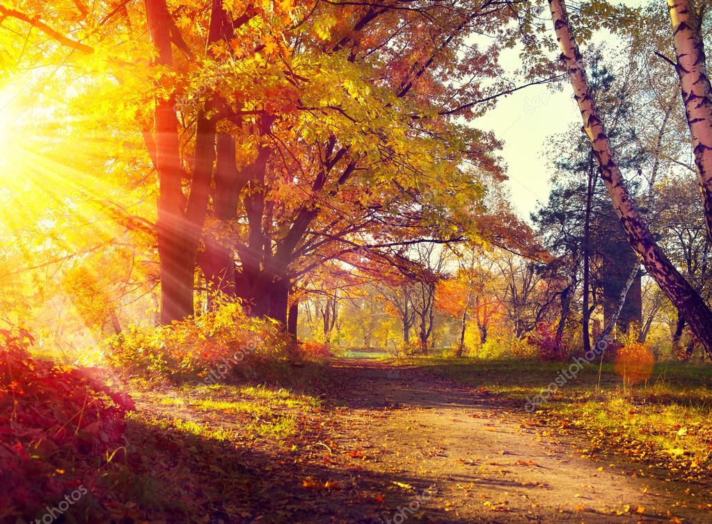 Autumn Trees in sun light — Stock Photo © Subbotina #61541533