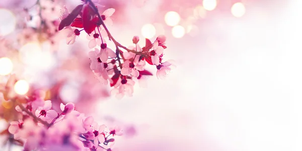 Spring blossom nature background. — Stock Photo © Subbotina #113668044