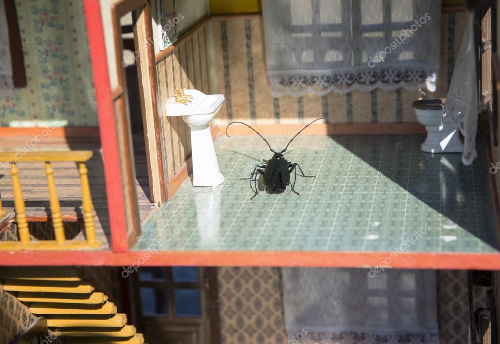 Cockroaches in the house. Concept. — Stock Photo © Katrin_Timoff #83196426