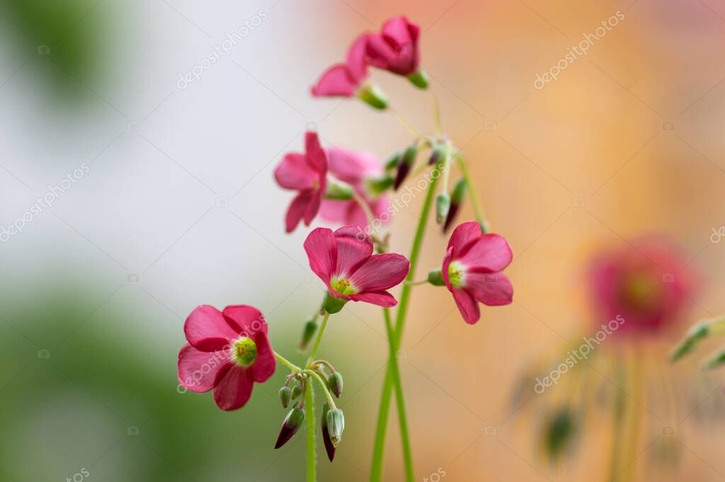 Oxalis deppei tetraphylla hermosas plantas bulbosas con flores, flores ...