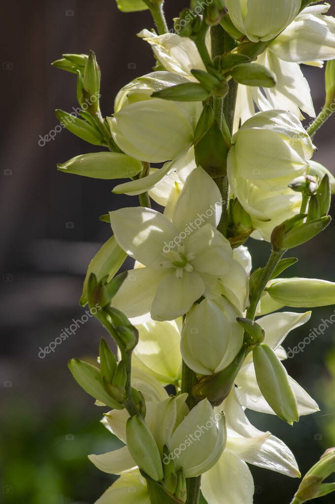 Yucca filamentosa Adams aguja e hilo flores blancas en flor, arbusto ...