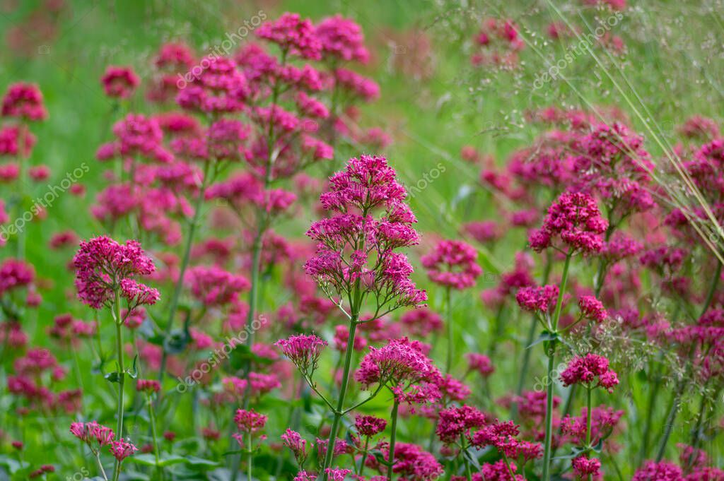 Centranthus ruber espolón rojo valeriana planta con flores, flores de ...