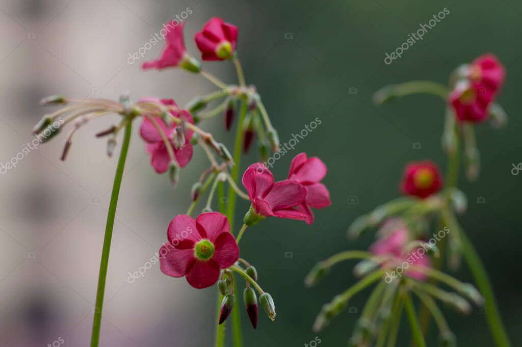 Oxalis deppei tetraphylla hermosas plantas bulbosas con flores, flores ...