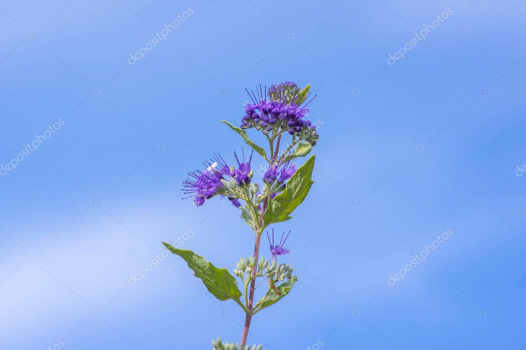 Caryopteris clandonensis barba azul flores de color azul brillante en ...