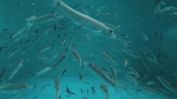 506 vídeos de Doctor pescado, metraje de Doctor pescado sin royalties ...