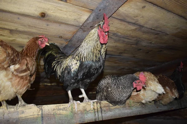 Capas de gallinas Stock Photos, Royalty Free Capas de gallinas Images ...