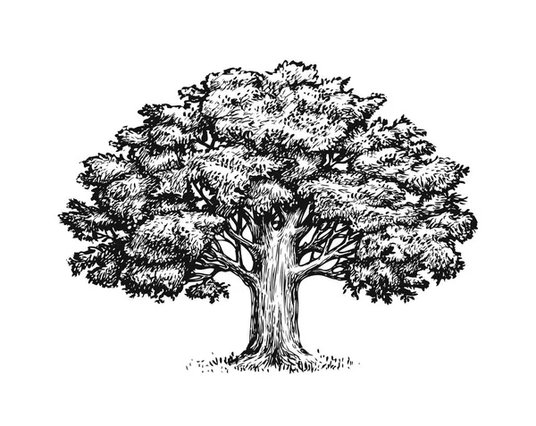 4,090 Tree etching Vector Images | Depositphotos