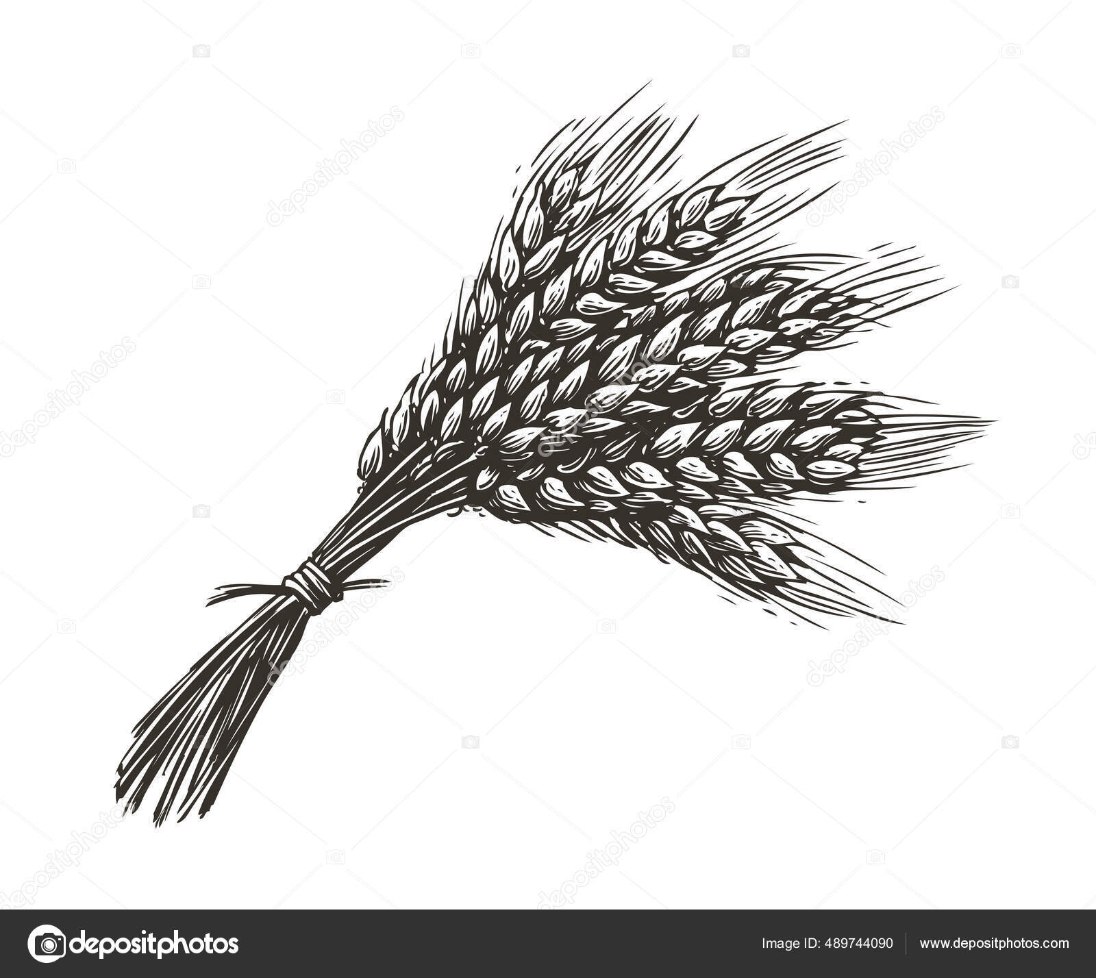 Wheat Crops Drawing