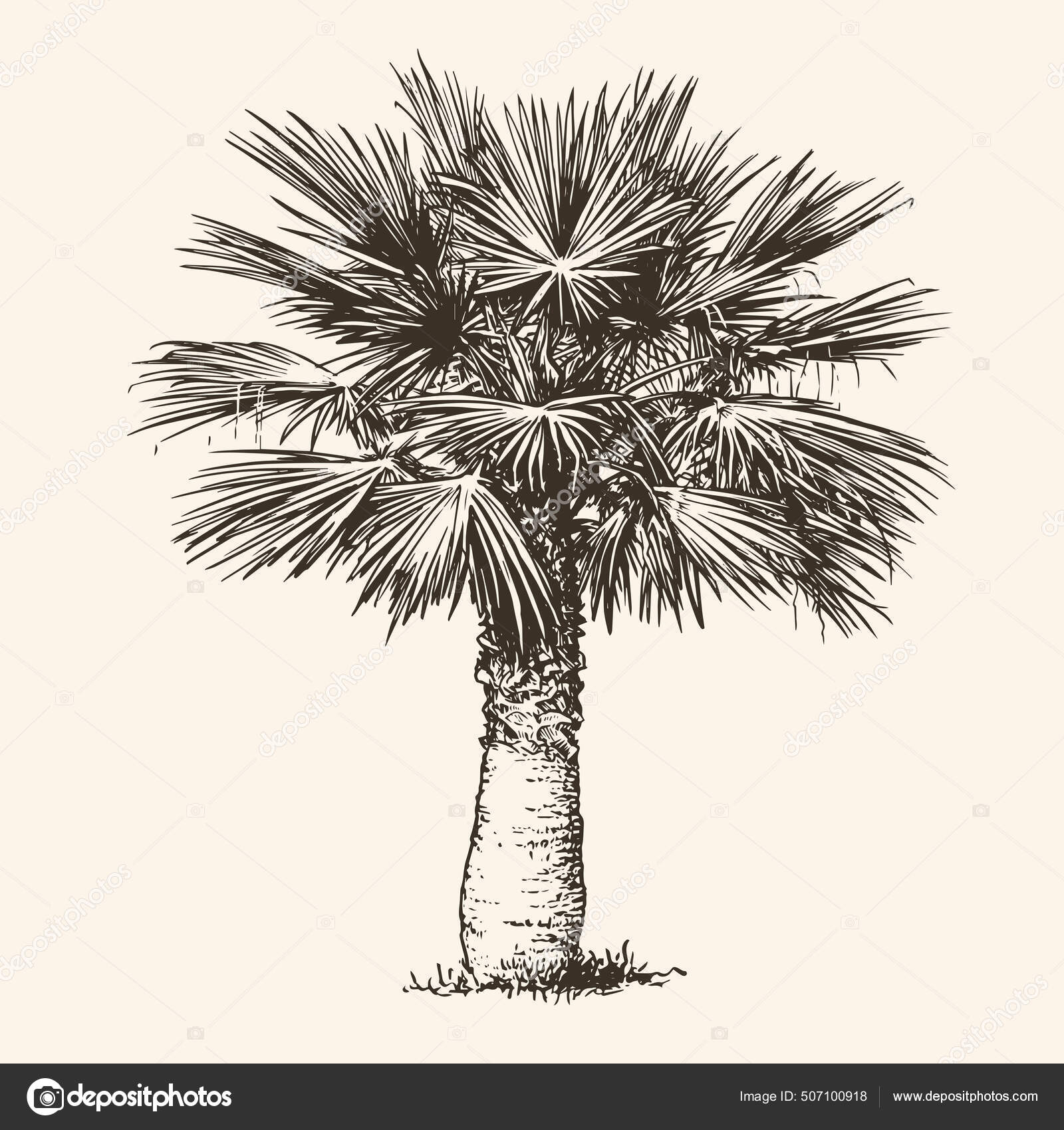 Palmera Dibujo Realista Dibujo Dibujado Mano Vector Ilustración Vector ...