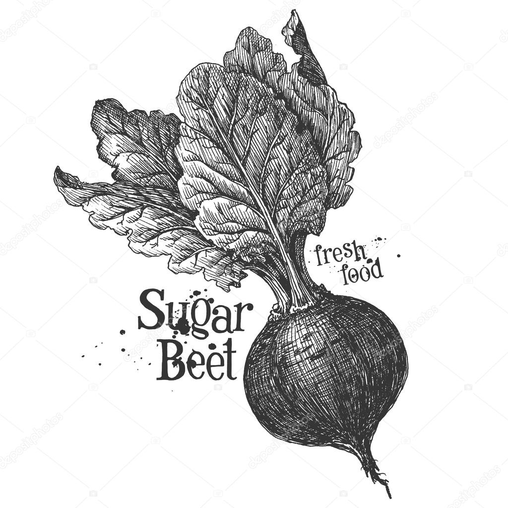 Beet Sketch