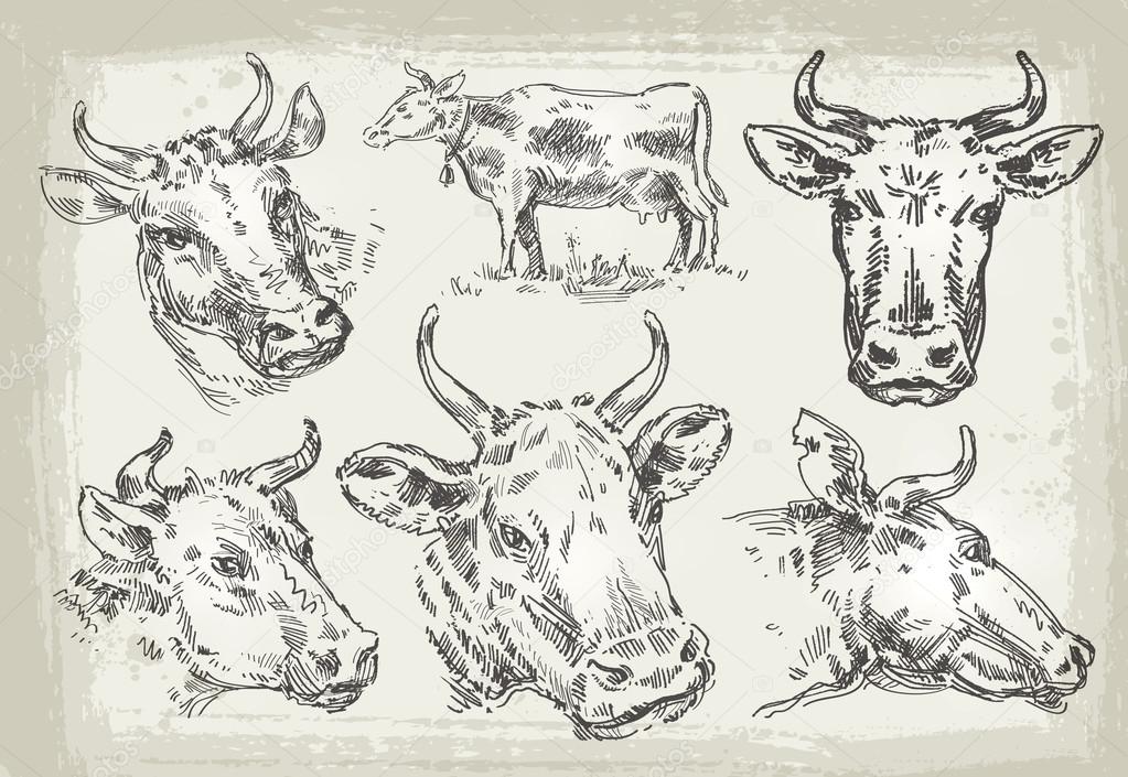 Collection of hand-drawn cows. vector illustration ⬇ Vector Image by ...