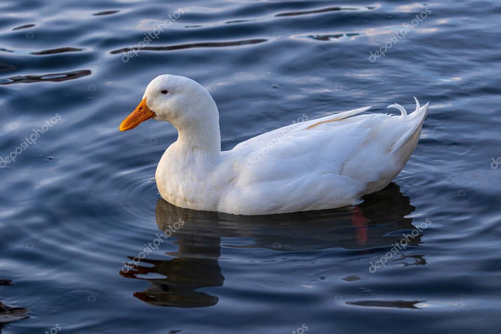 Un gran pato blanco brillante con un pico naranja brillante nada en ...
