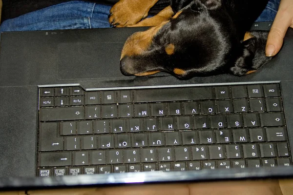 Dachshund computer Stock Photos, Royalty Free Dachshund computer Images ...