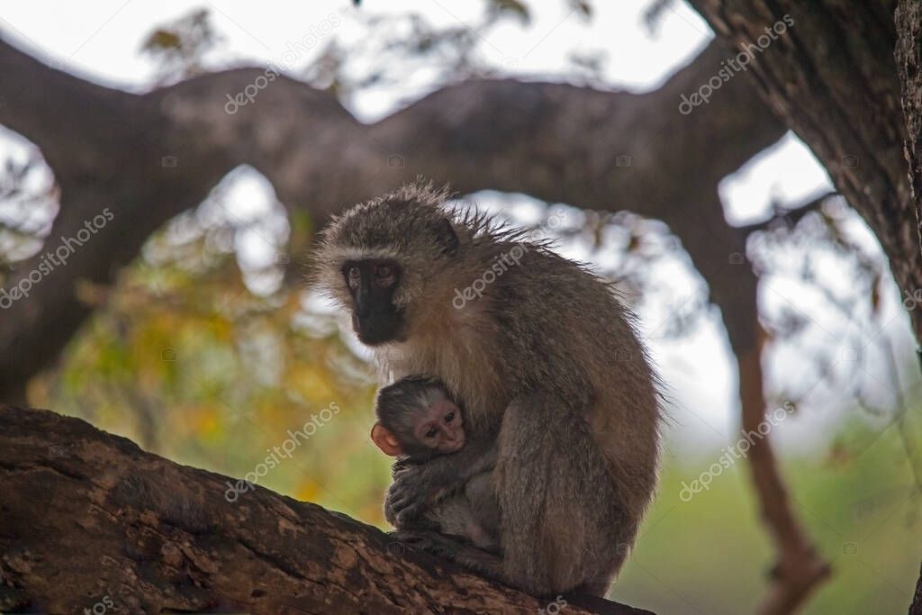 Una madre húmeda de Vervet Monkey (Cercopithecus aethiops) consolando a ...