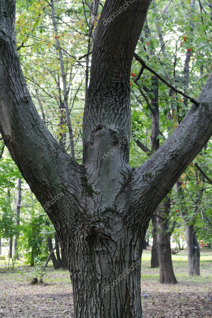 Triple trunks of tree in the park — Stock Photo © DemianMM #63166765