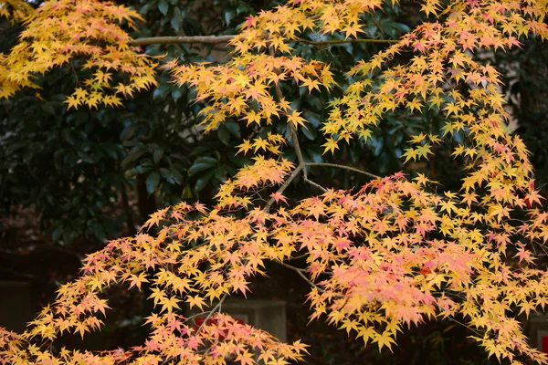 Momiji, Japanese maple in autumn season - Stock Image - Everypixel