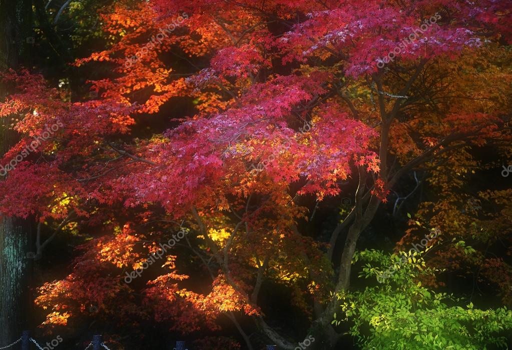 Momiji, Japanese maple in autumn season — Stock Photo © bluehand #79142368