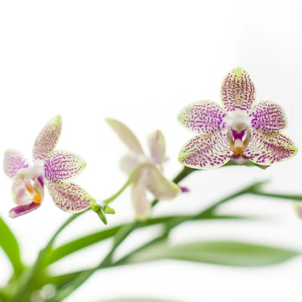 Small beautiful orchid flowers - Stock Image - Everypixel