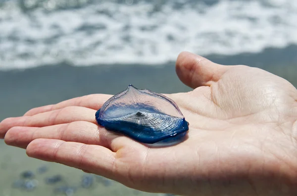 Velella Images, Royalty-free Stock Velella Photos & Pictures ...