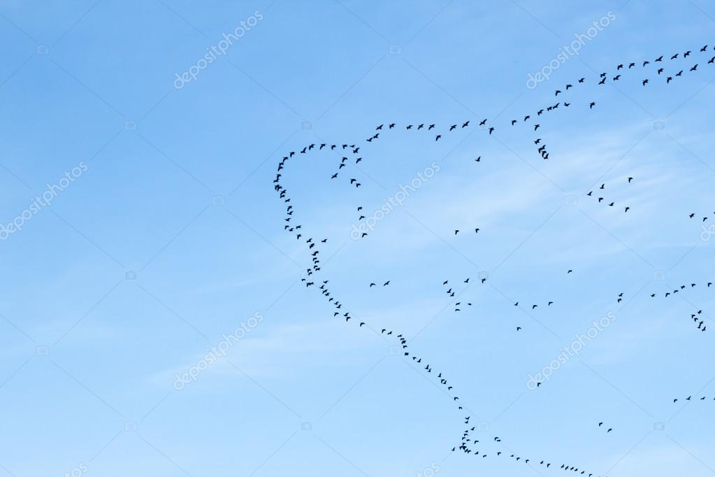 Migration of birds — Stock Photo © romantsubin #66846175