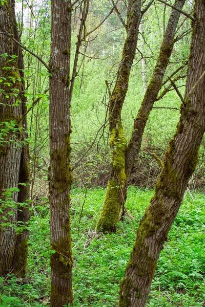 Hazel forest Stock Photos, Royalty Free Hazel forest Images | Depositphotos